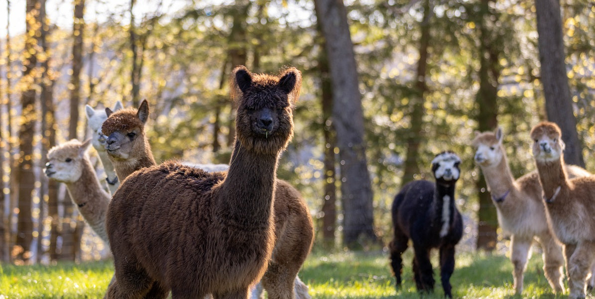 Blog – MistyAcresAlpaca